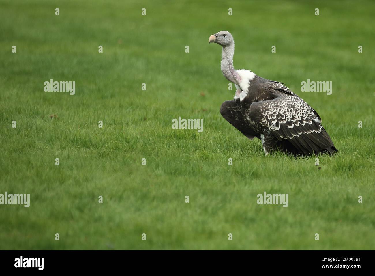 White-backed Vulture (Gyps africanus), Lesser Griffon Vulture, Griffon ...
