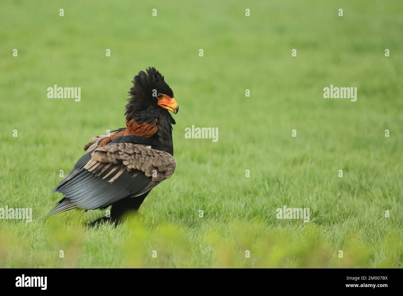 Bateleur (Terathopius ecaudatus), male, serpent eagle, eagle ...