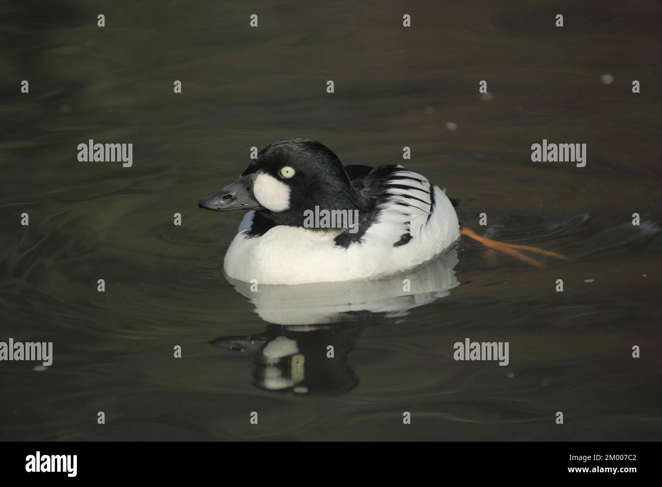 Common Goldeneye (Bucephala clangula), male, swimming, foot, diving ...