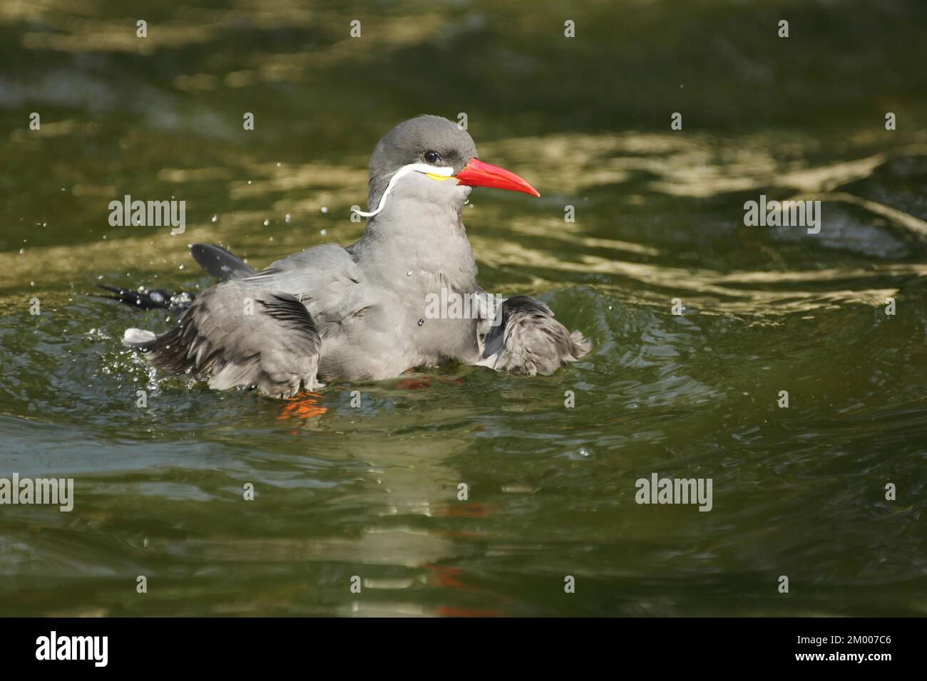 Inca tern, swimming, water, tern, swallow, Inca terns (Larosterna inca ...