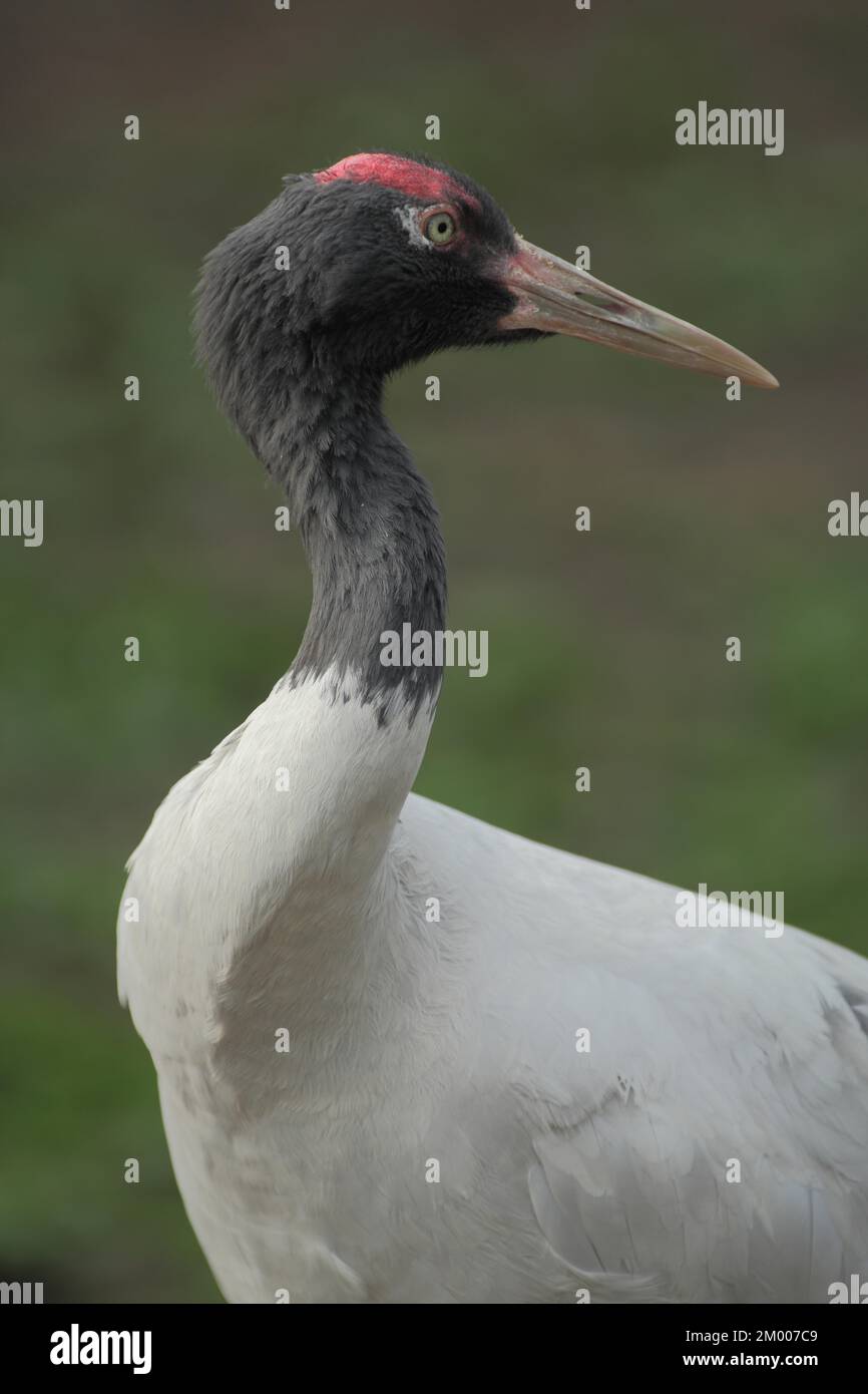 Black-necked crane (Grus nigricollis), portrait, black-necked crane ...