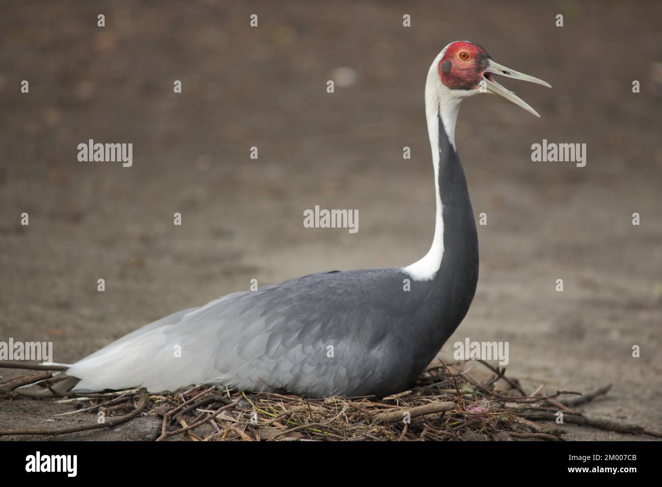 White-naped Crane (Grus vipio), nest, sitting, brooding, scream, call ...