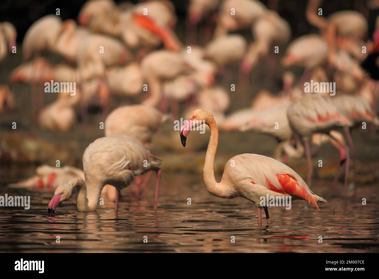 Troop group hi-res stock photography and images - Alamy