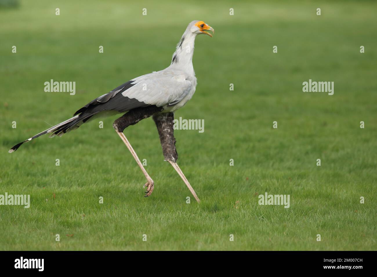 Secretary bird (Sagittarius serpentarius), Sagittariidae, falcons ...