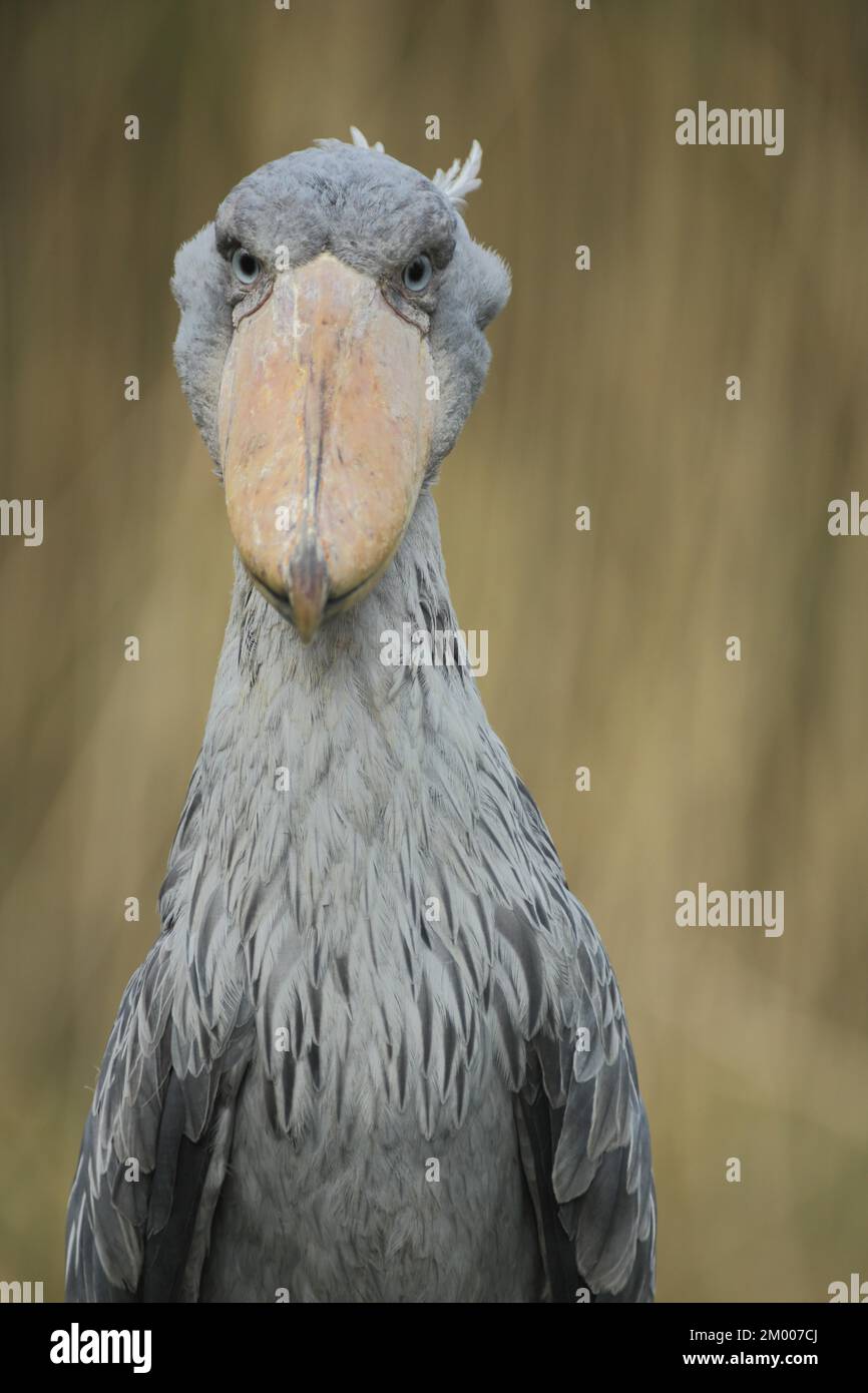 Shoebill (Balaeniceps rex), portrait, view, frontal, Balaenicipitidae ...