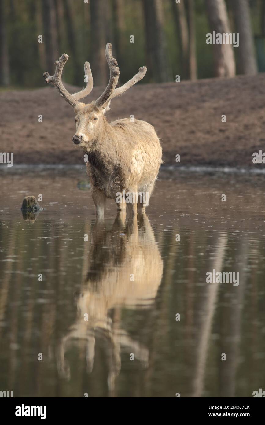 Père david's deer (Elaphurus davidianus), male, reflection, captive ...