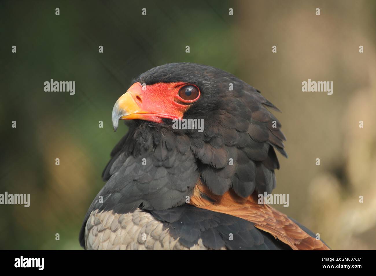 O vertebrate hi-res stock photography and images - Alamy