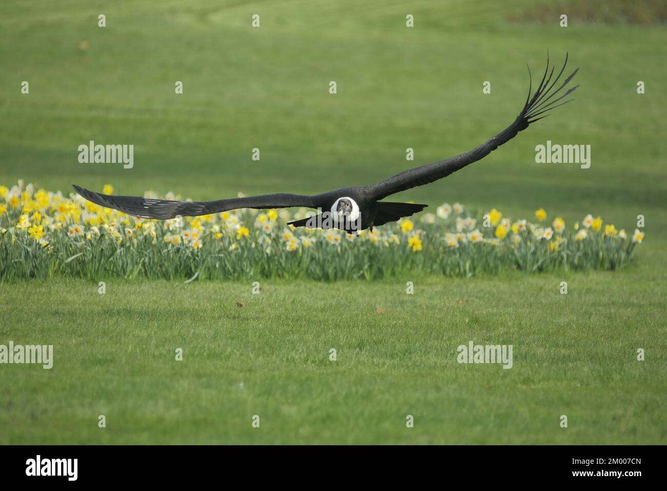 Andean condor (Vultur gryphus), flight, ground, flower meadow, new ...