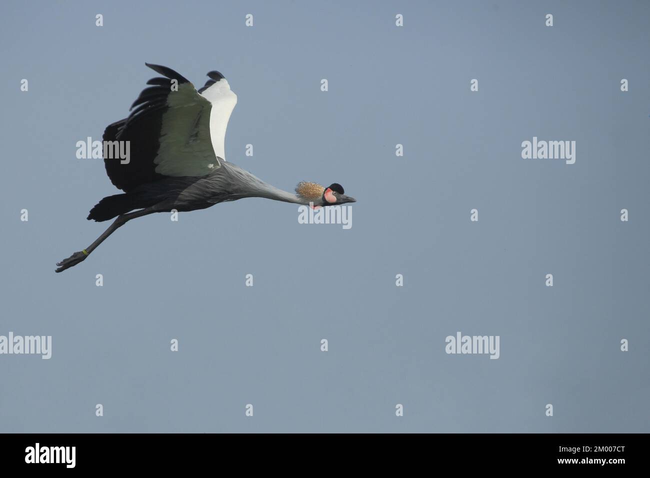 East African Crowned Crane (Balearica regulorum gibbericeps), flight ...