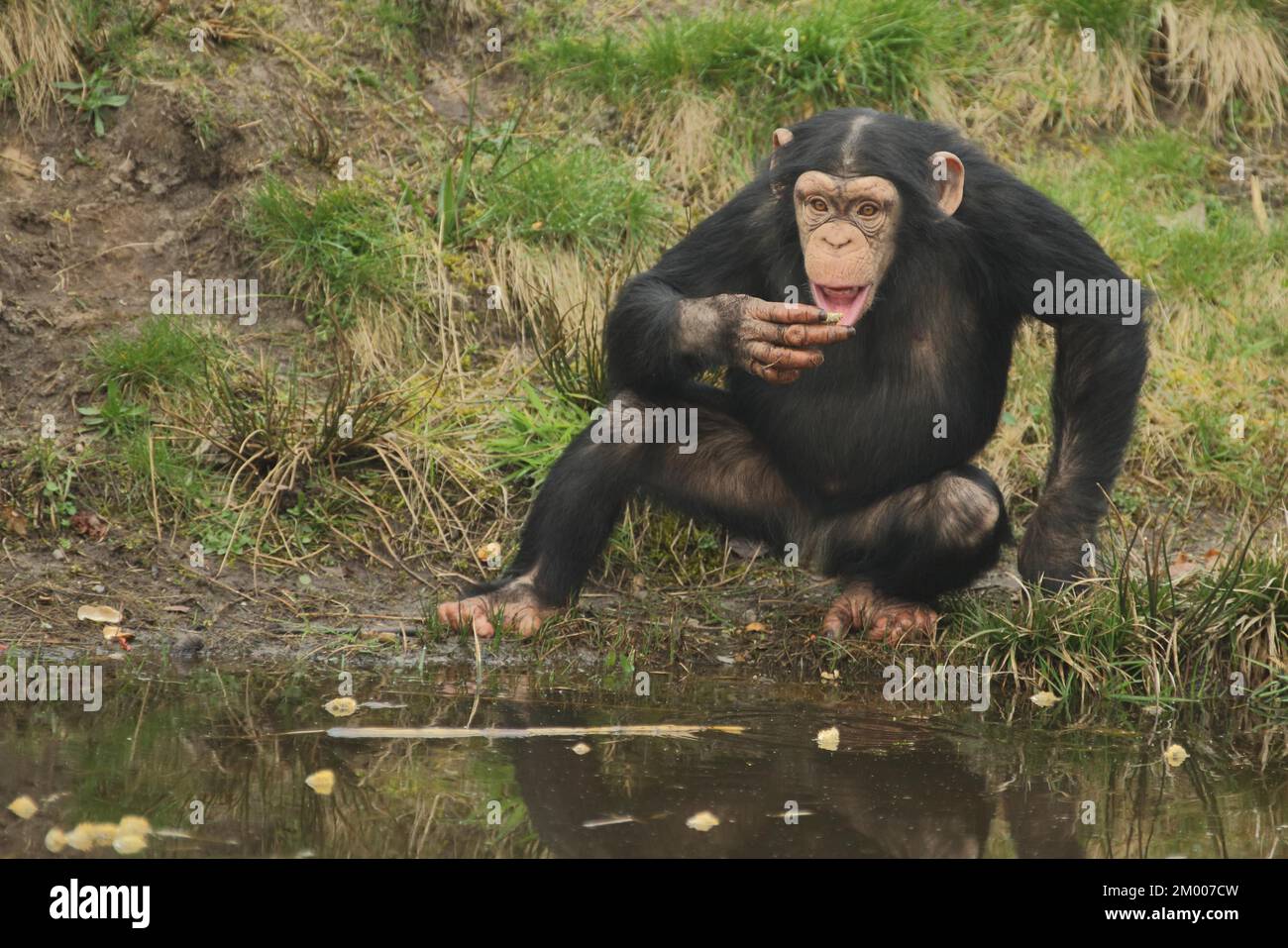 Common chimpanzee (Pan troglodytes), sitting, water, shore, gesture ...