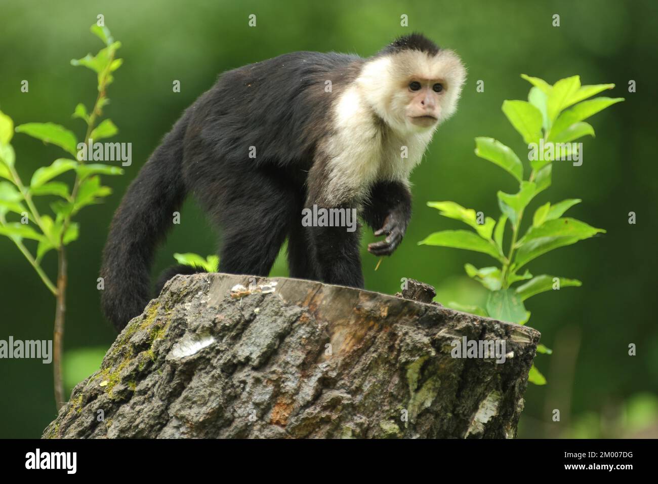 White-headed capuchin (Cebus capucinus), tree stump, capuchin monkeys ...