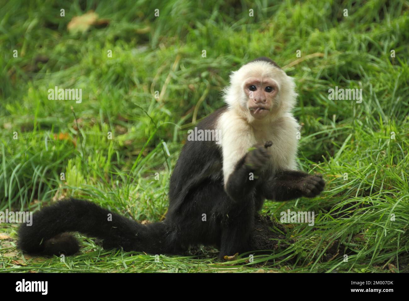 White-headed capuchin (Cebus capucinus), ground, sitting, capuchin ...