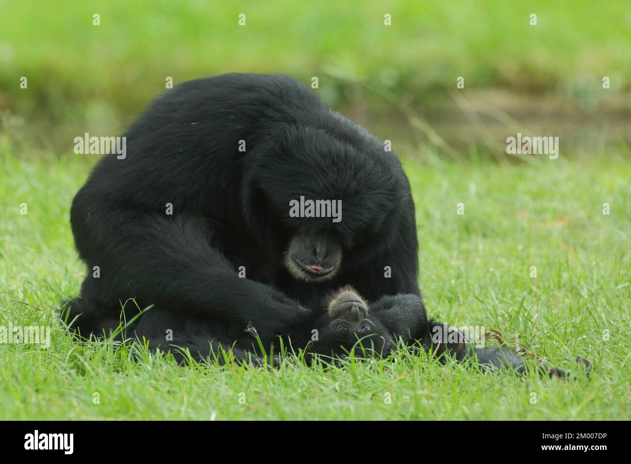 Siamang (Hylobates syndactylus), two, sit, ground, grooming, fur ...