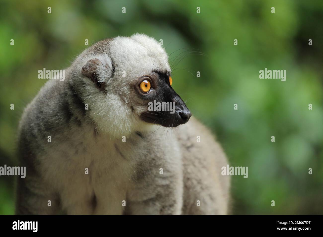White-headed lemur (Eulemur albifrons), male, portrait, makis, lemurs ...