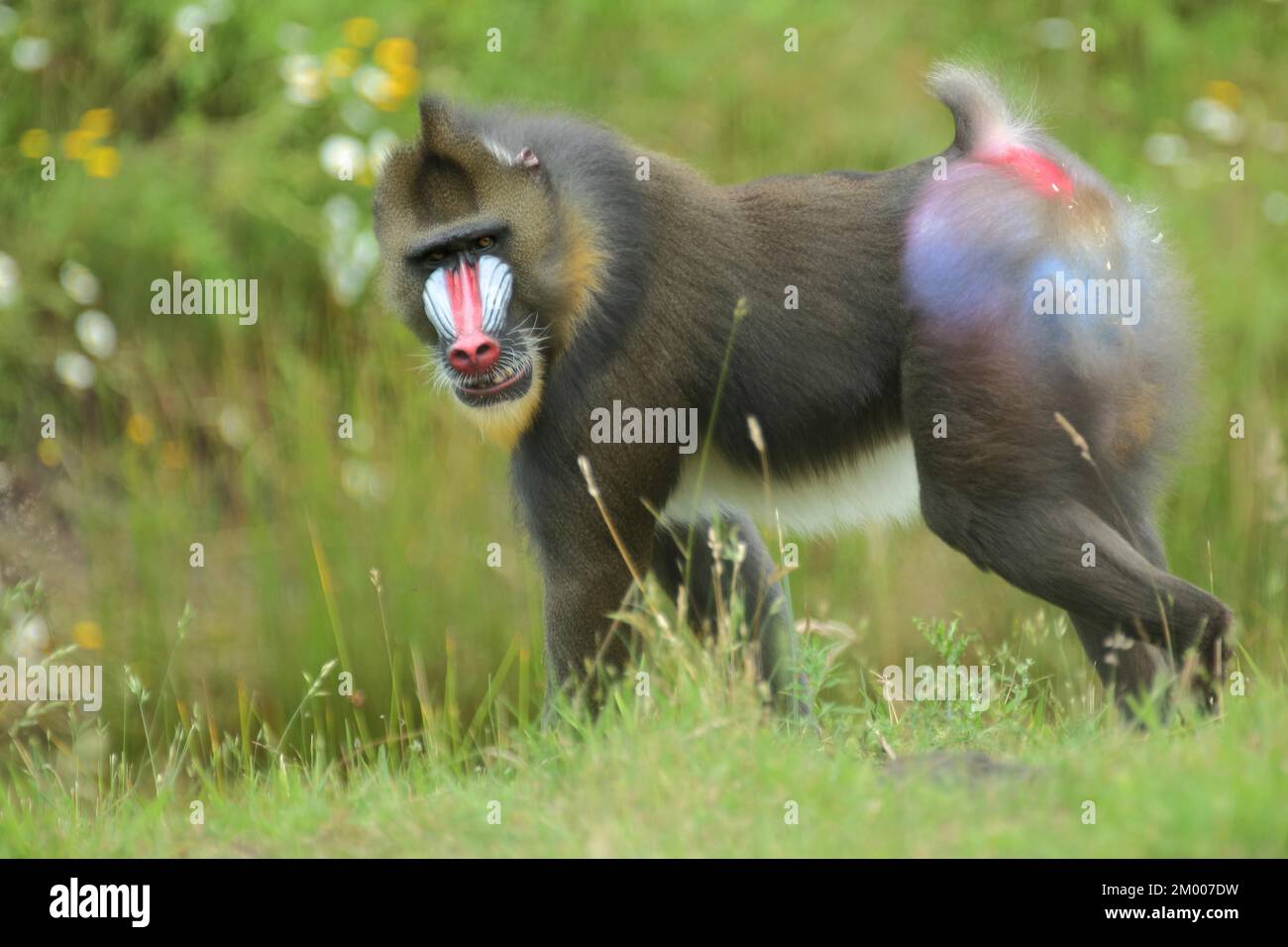 Mandrill (Mandrillus sphinx), male, guenon, guenon, Anthropoidae ...