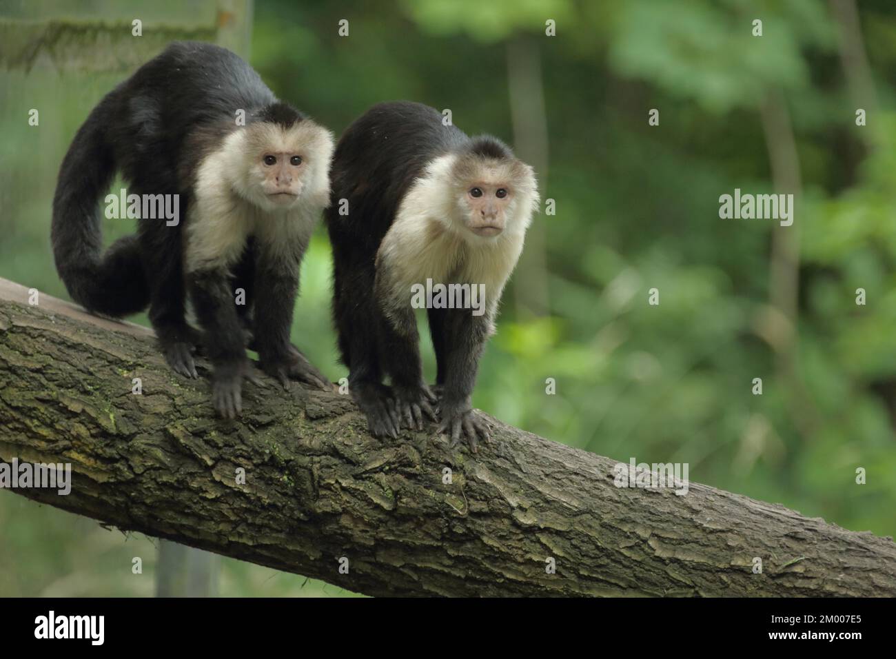 White-headed capuchin (Cebus capucinus), two, capuchins, capuchin ...