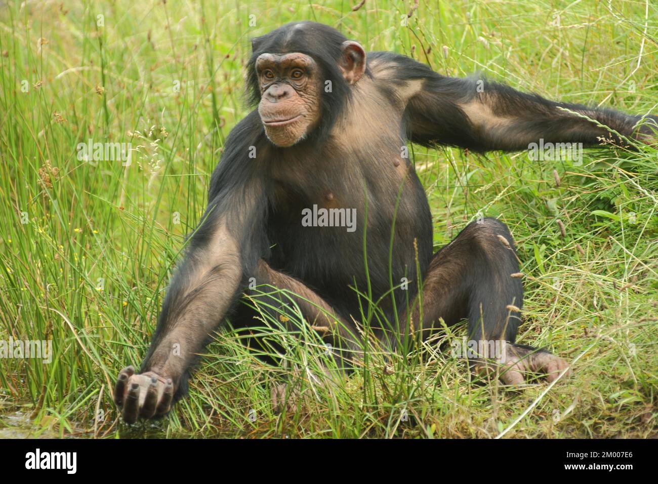 Common (Hominidae) chimpanzee (Pan troglodytes), sit, arm, extend ...