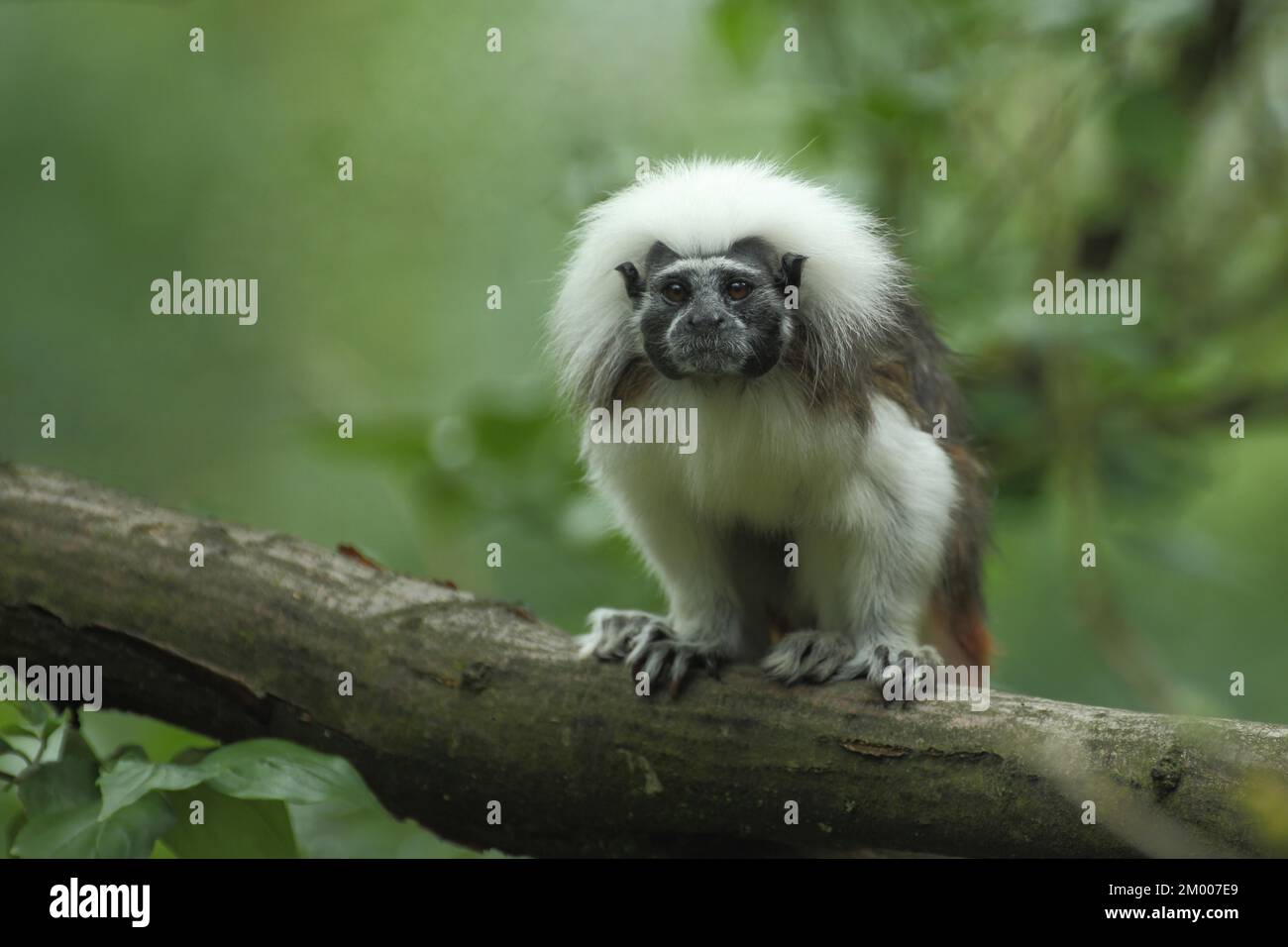 Liszt's (Callitrichidae) monkey, pinché monkey, monkey, tamarin ...