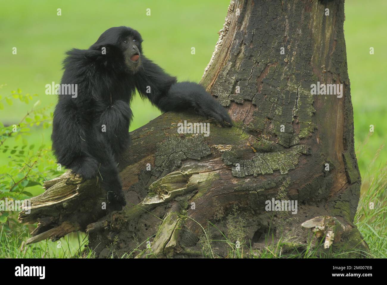 Siamang (Hylobates syndactylus), tree trunk, tongue, gibbons ...