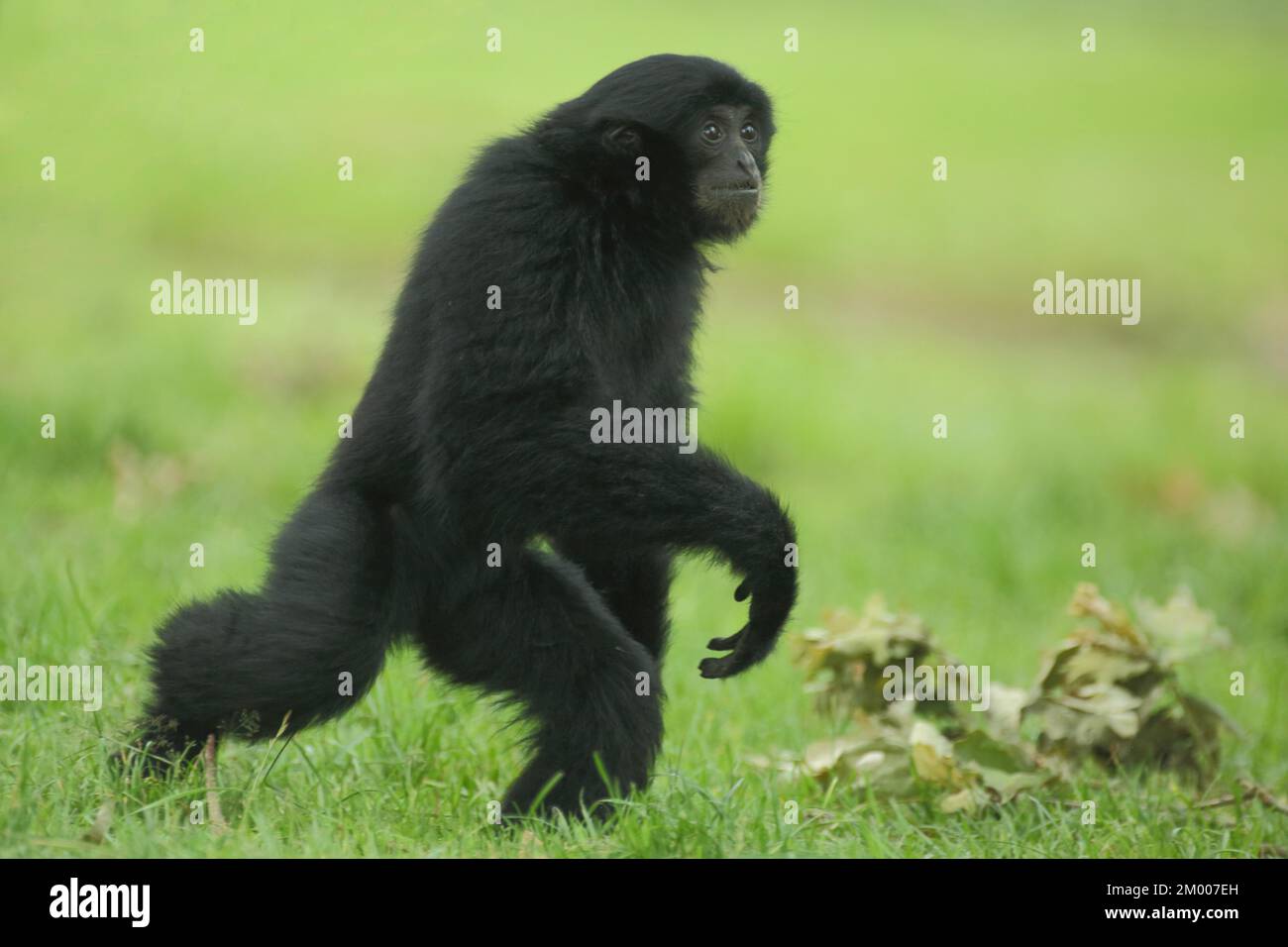 Siamang (Hylobates syndactylus), upright, stand, walk, gibbons ...