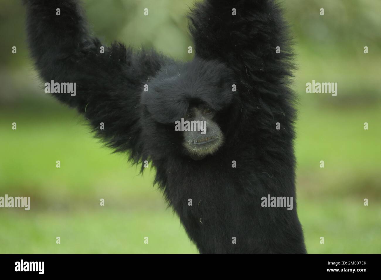 Siamang (Hylobates syndactylus), upright, standing, portrait, detail ...