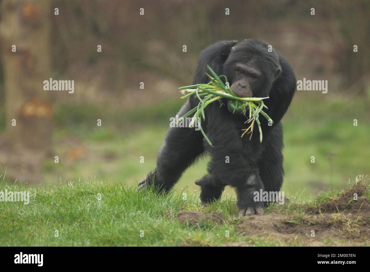 Common (hominidae) chimpanzee (Pan troglodytes), food, mouth, apes ...