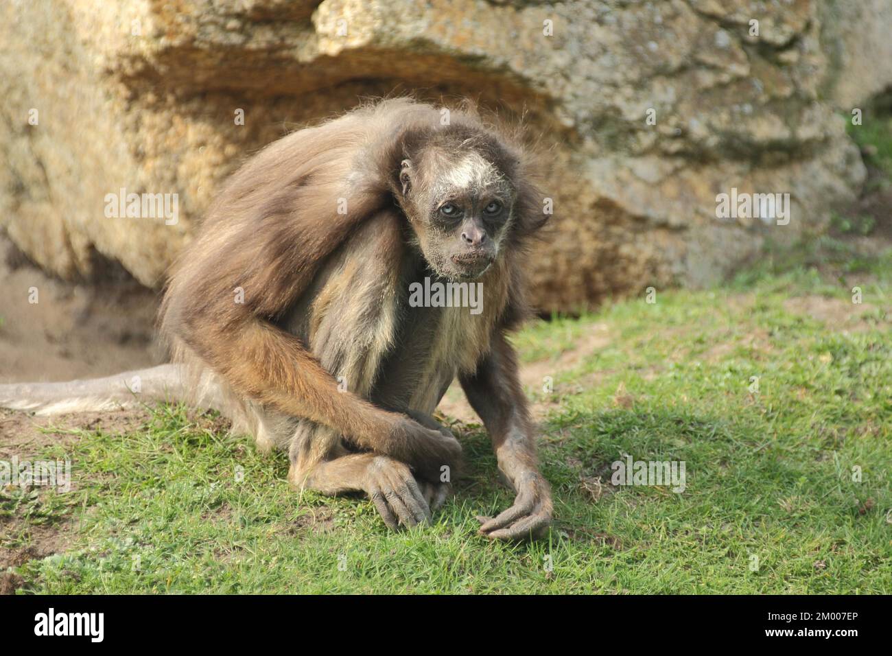 Brown Headed Spider Monkey Baby Brown Headed Spider Monkey | Primate