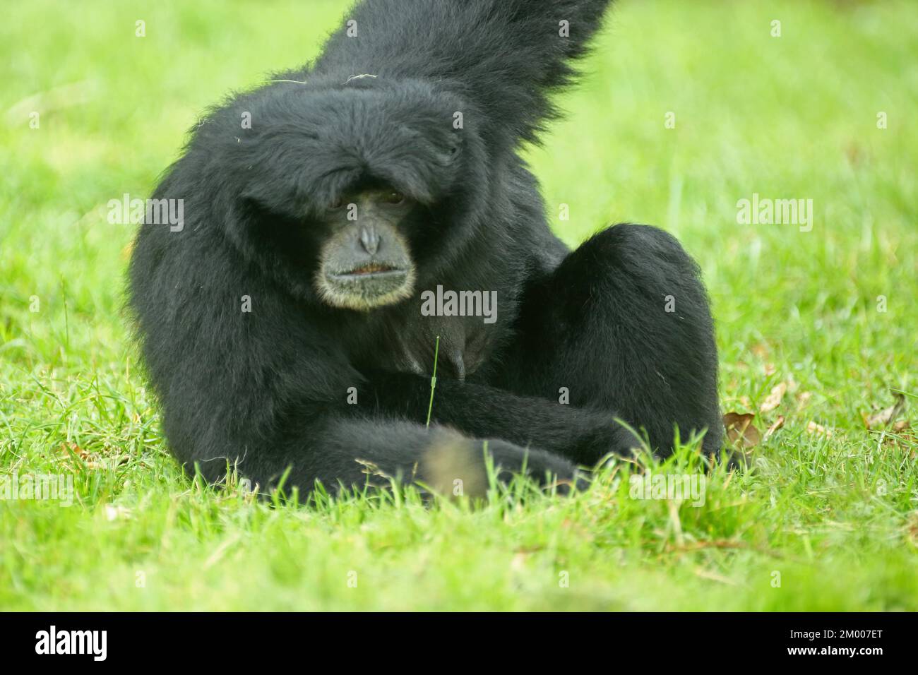 Siamang (Hylobates syndactylus), sitting, portrait, gibbons ...