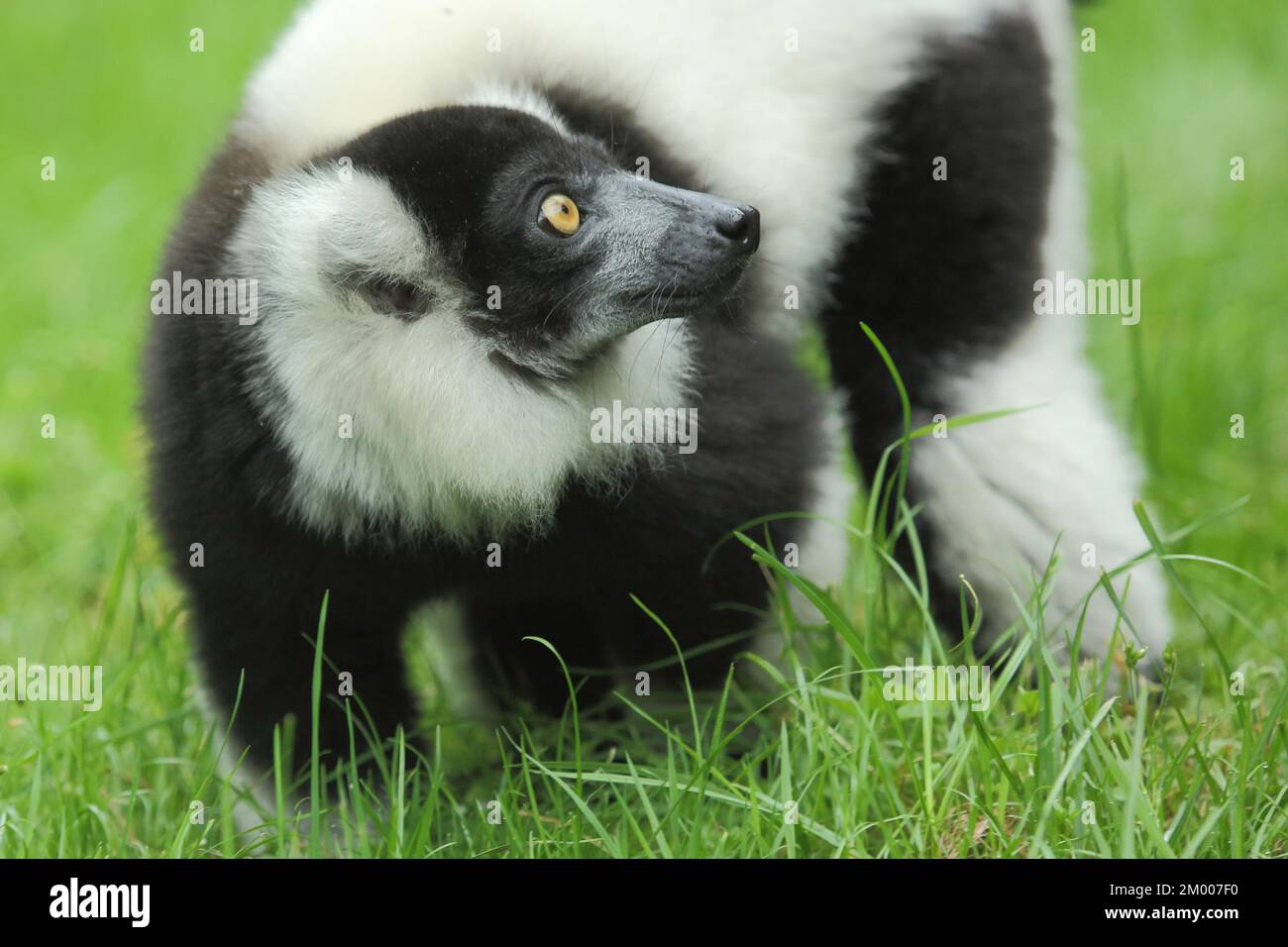 Black-and-white ruffed lemur (Varecia variegata) (Lemuridae), looking ...