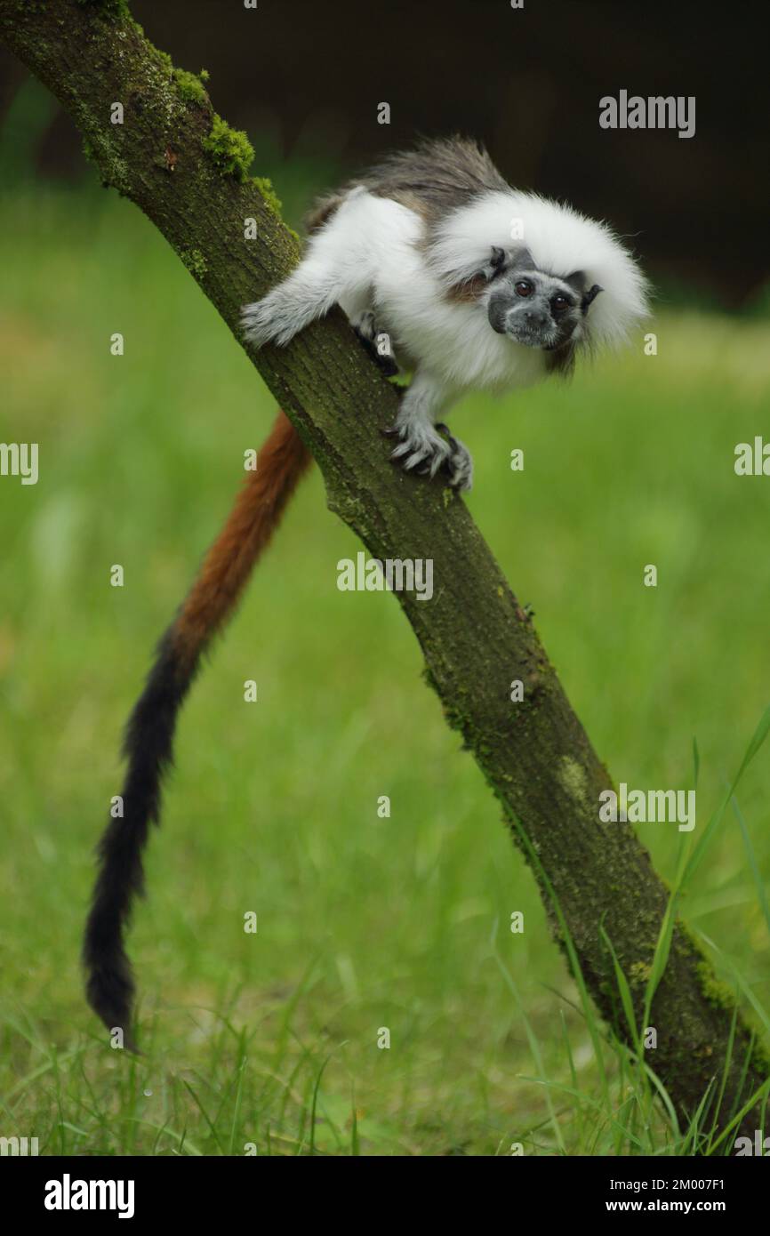 Liszt's (Callitrichidae) monkey, branch, climb, tail, long, pinché ...