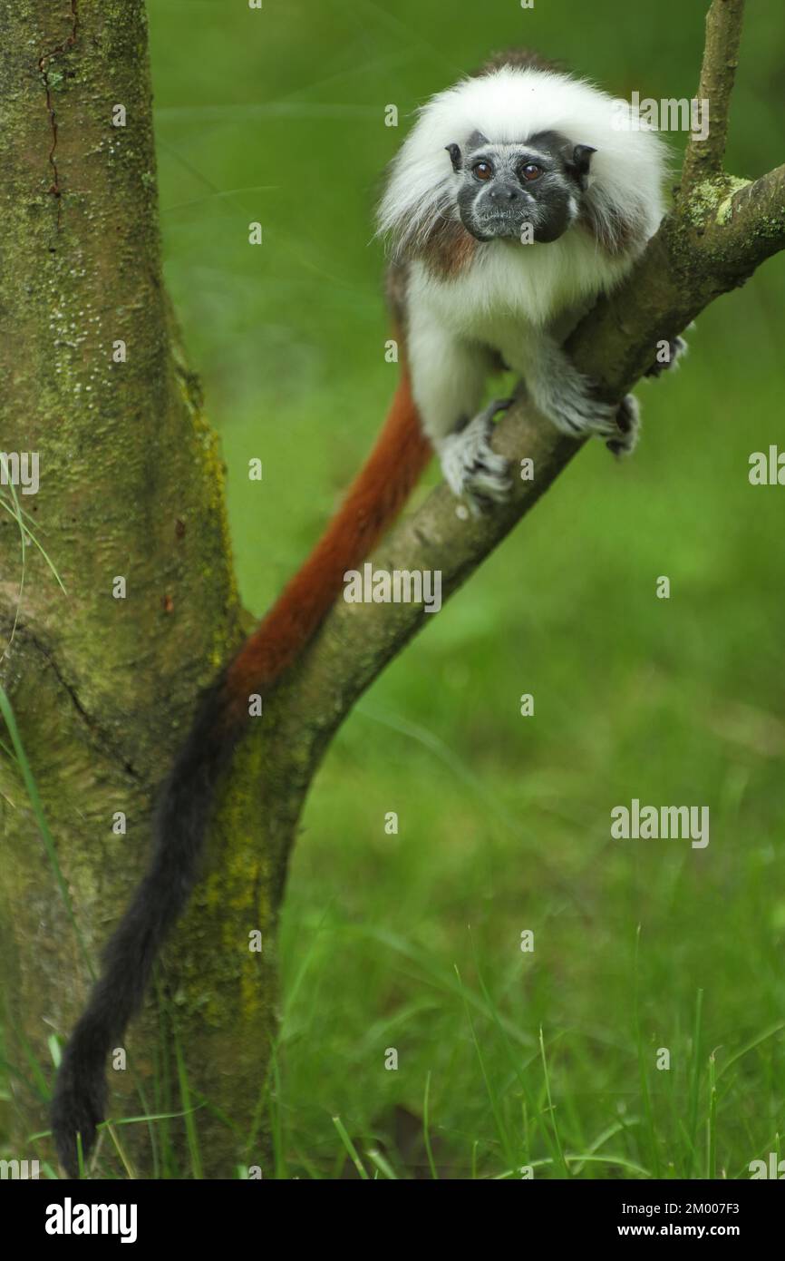 Liszt's (callitrichidae) monkey, branch, tail, long, pinché monkey ...