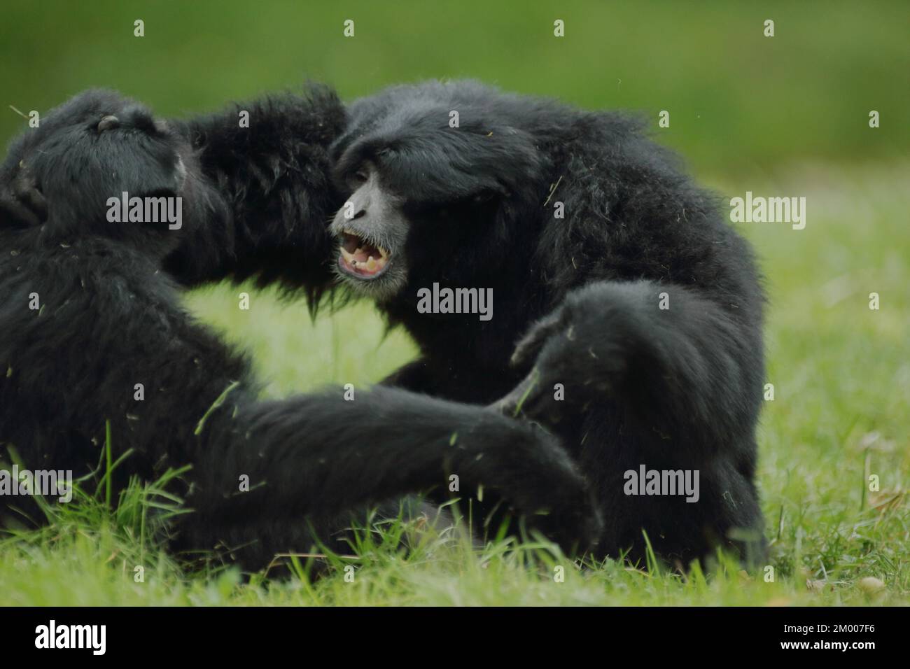 Siamang (Hylobates syndactylus), two, fight, ground, mouth, open ...
