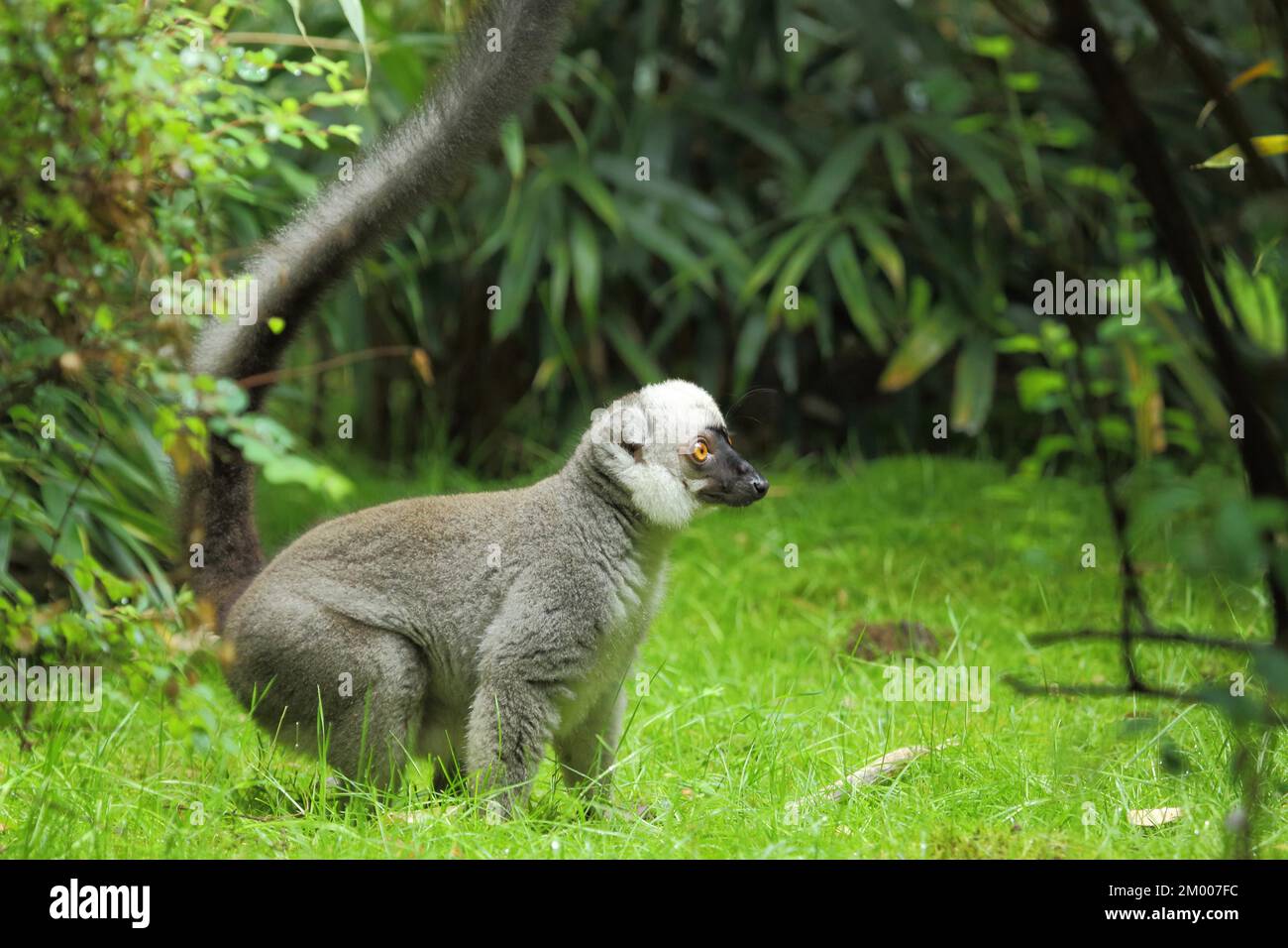 White-headed lemur (Eulemur albifrons) (Lemuridae), male, ground, tail ...