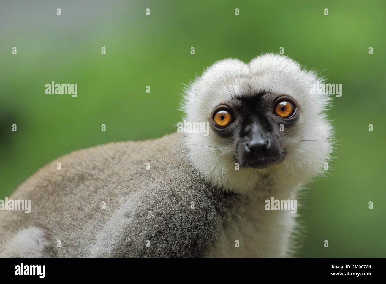 White-headed lemur (Eulemur albifrons), male, portrait, makis, lemurs ...