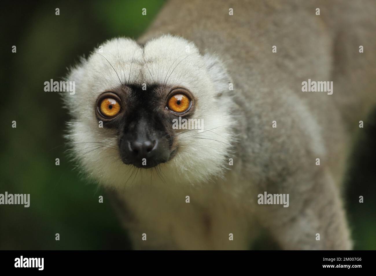 Wet nosed primate hi-res stock photography and images - Alamy