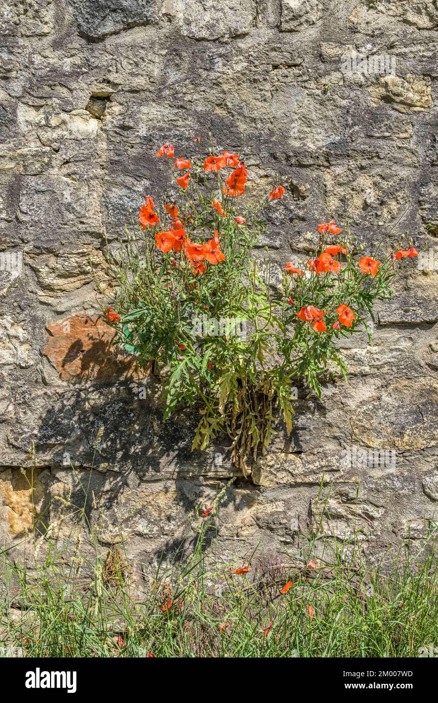 Red corn poppy growing in a wall, Walluf, Hesse, Germany, Europe Stock ...