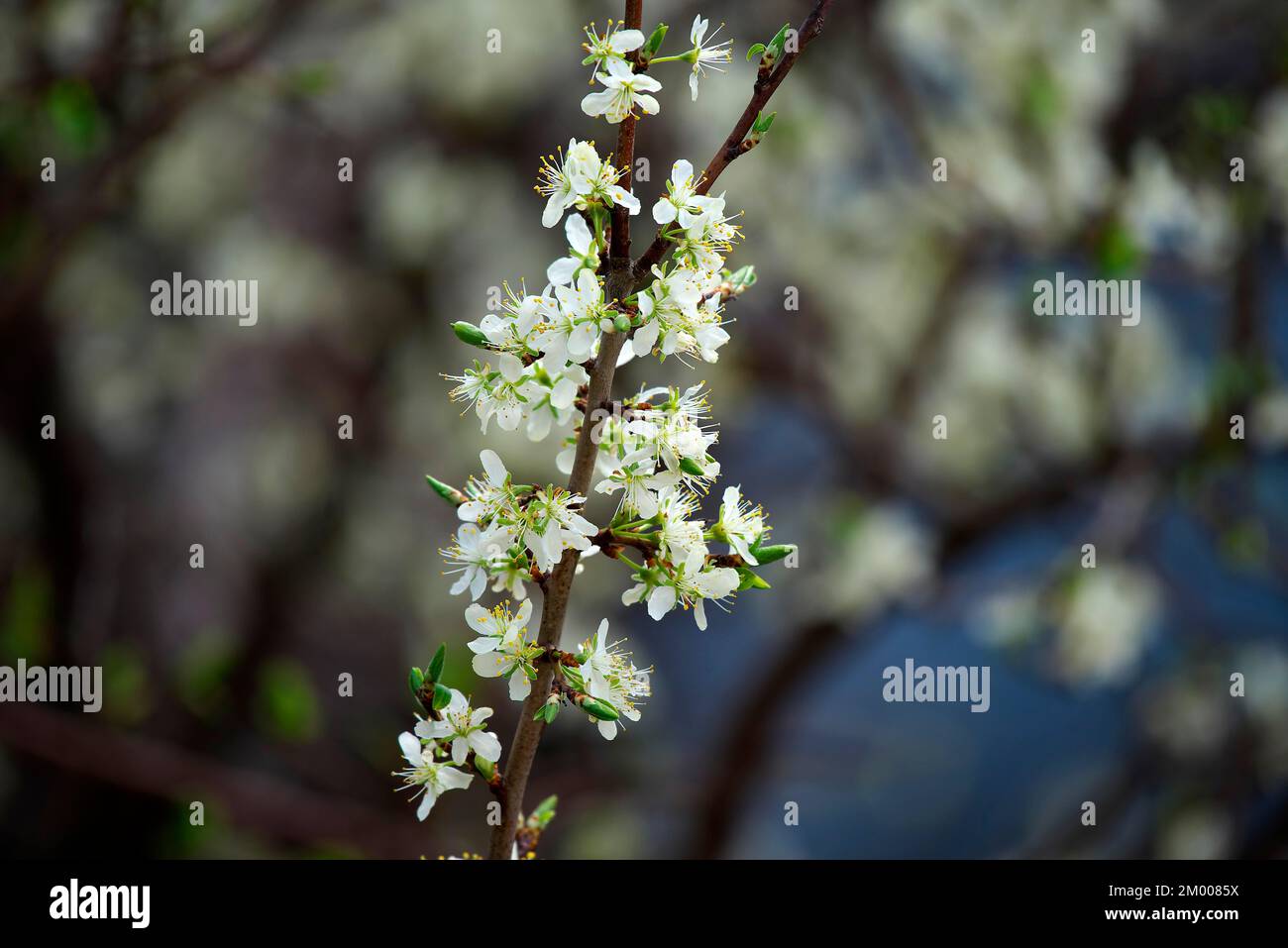 Branch of a plum tree with white blossoms, Munich, Bavaria, Germany ...