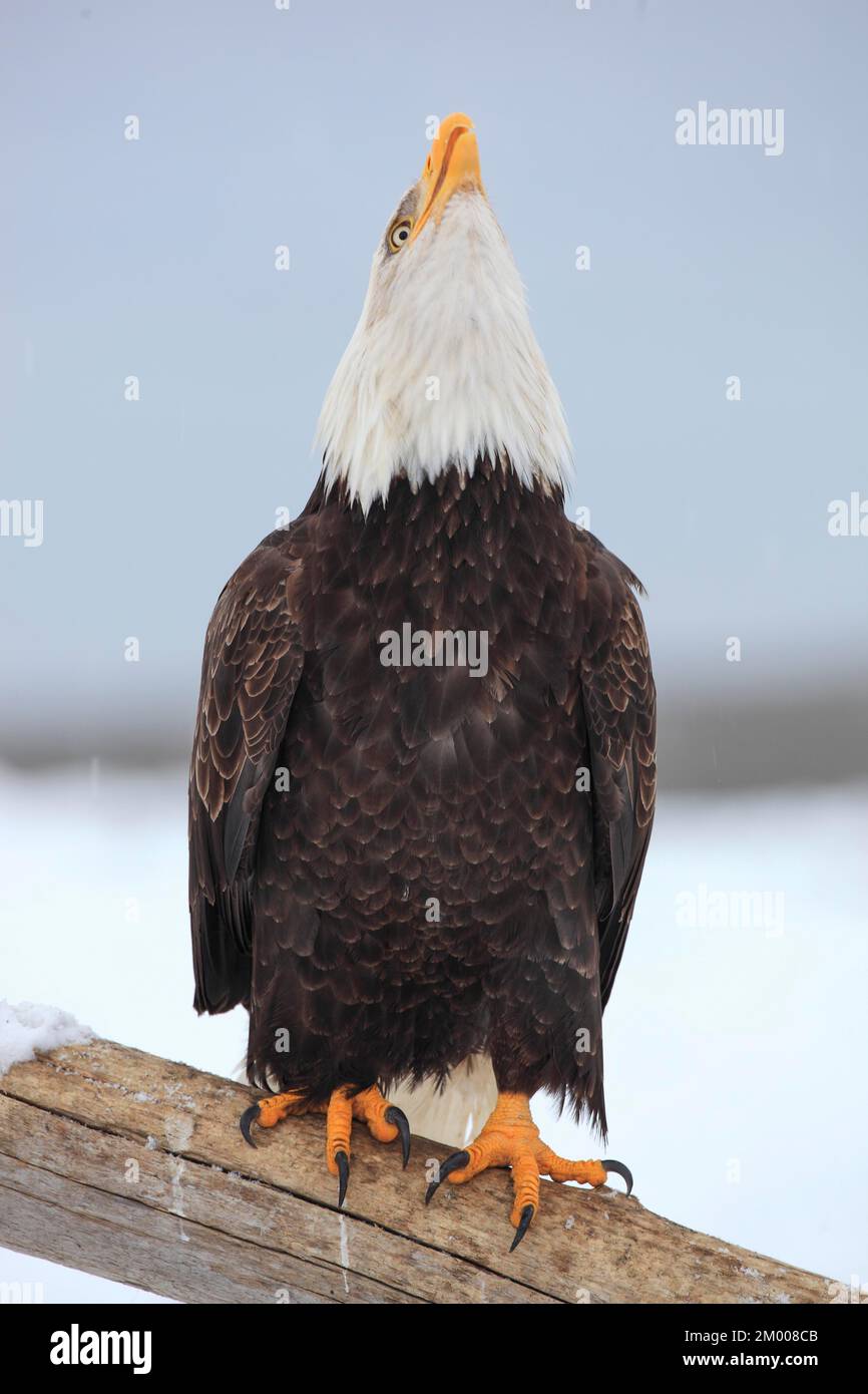 Bald Eagle (Haliaeetus leucocephalus), Bald Eagle, Homer, Kenai ...
