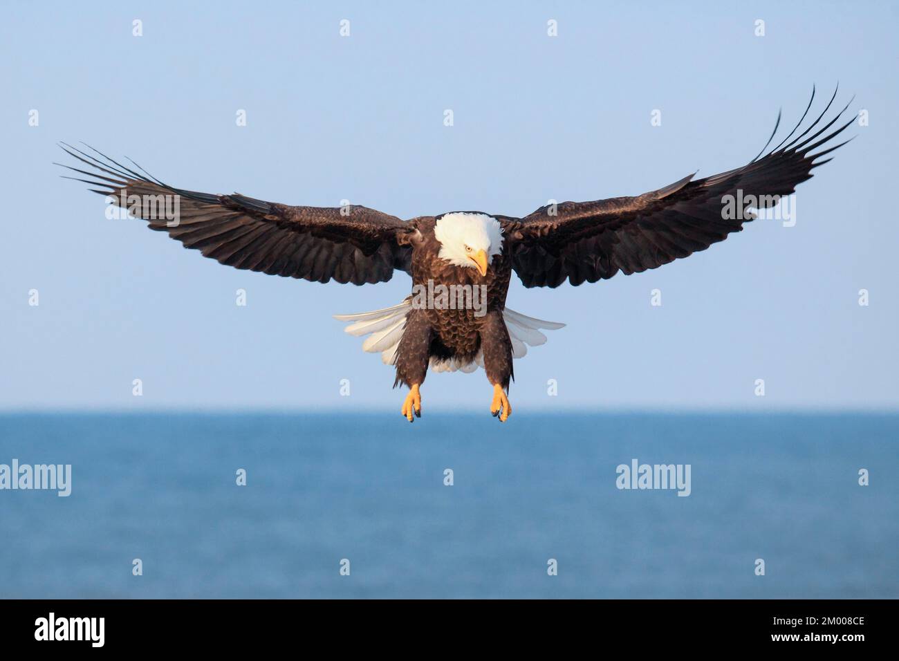 Bald Eagle (Haliaeetus leucocephalus), Bald Eagle, Homer, Kenai ...