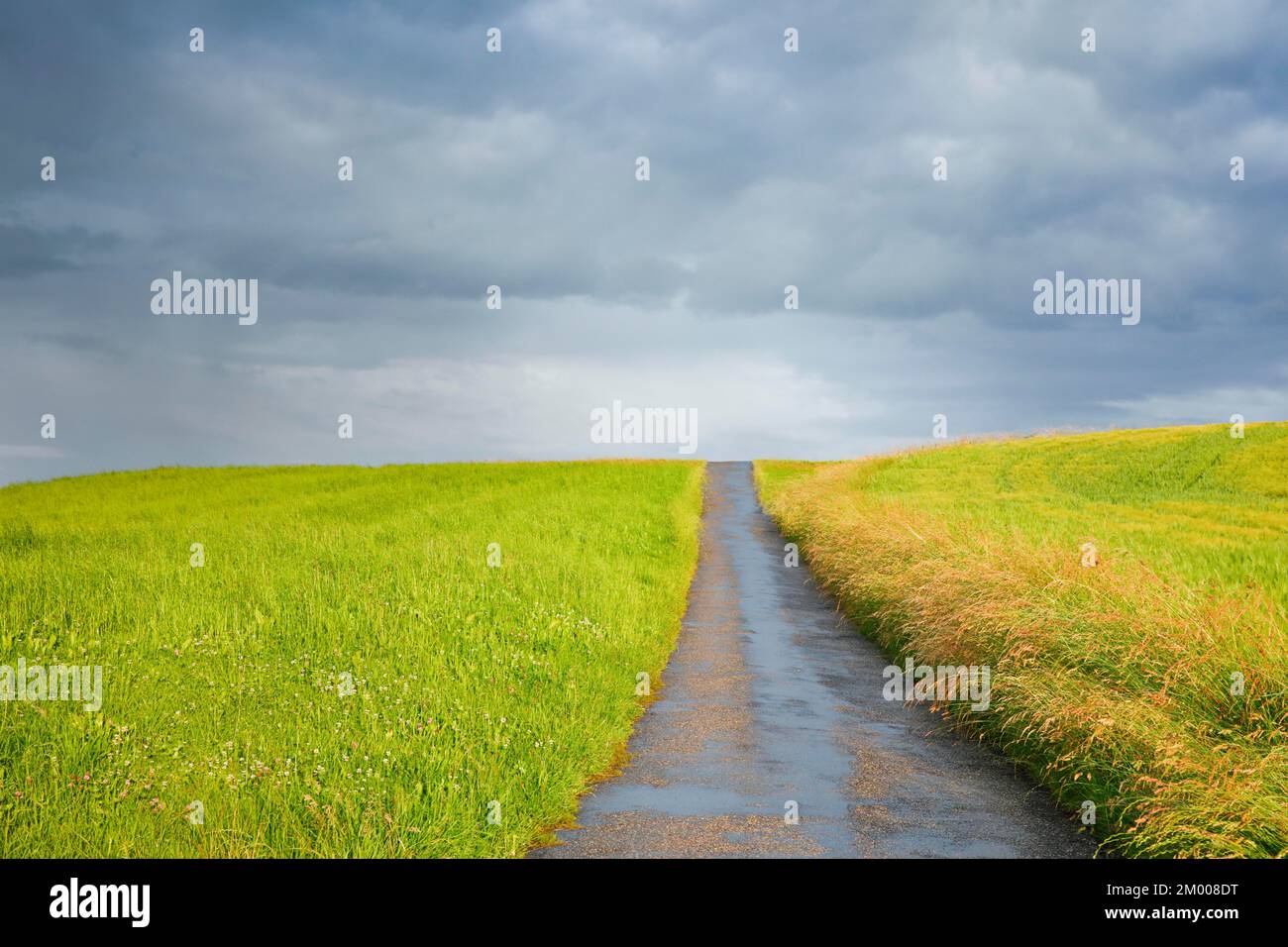 Narrow Field Road Runs Between Two Lush Green Grass Fields Summer Thunderstorm Atmosphere In