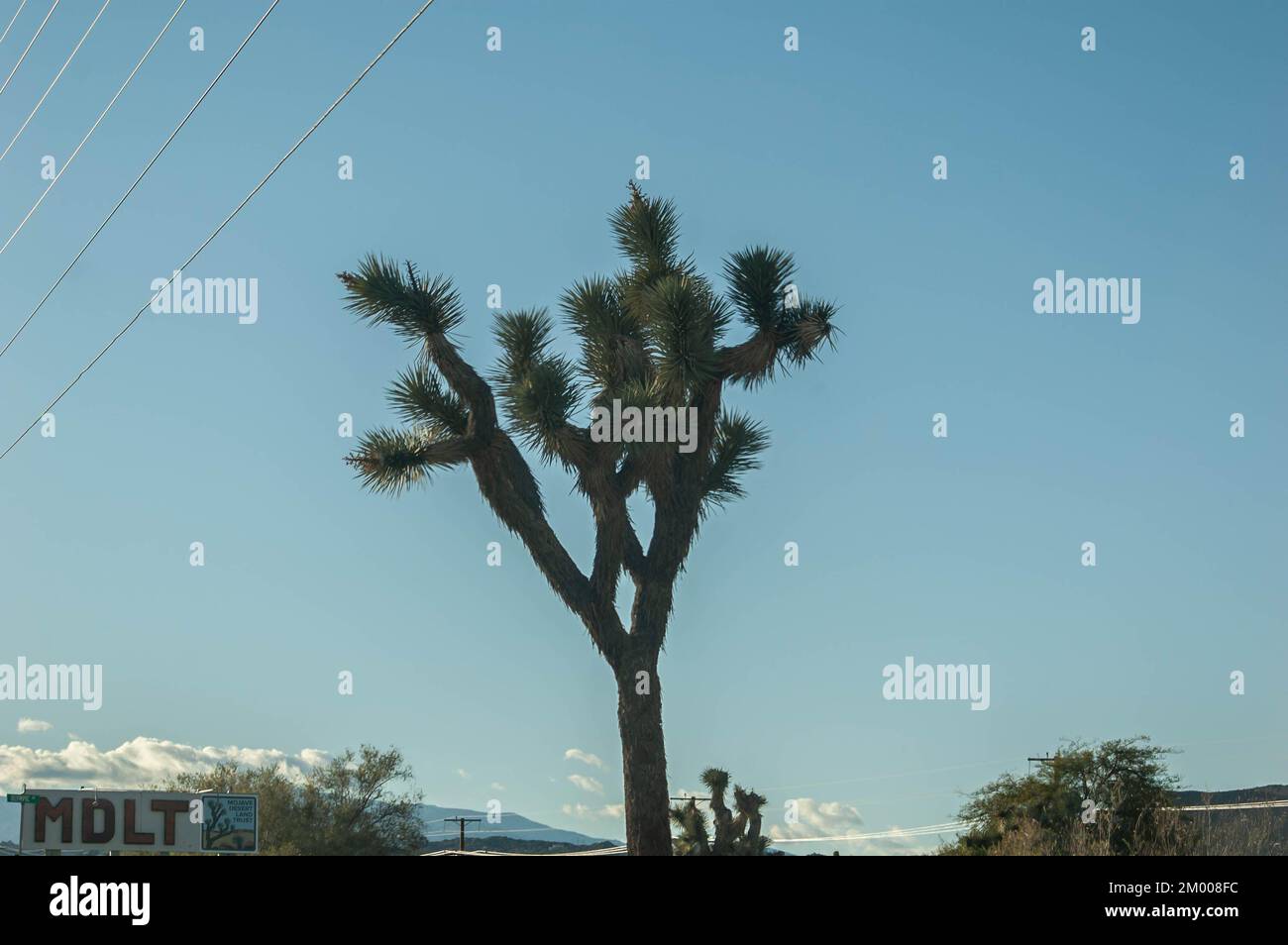 Yucca Brevifolia Joshua Tree located in Joshua Tree California Stock ...