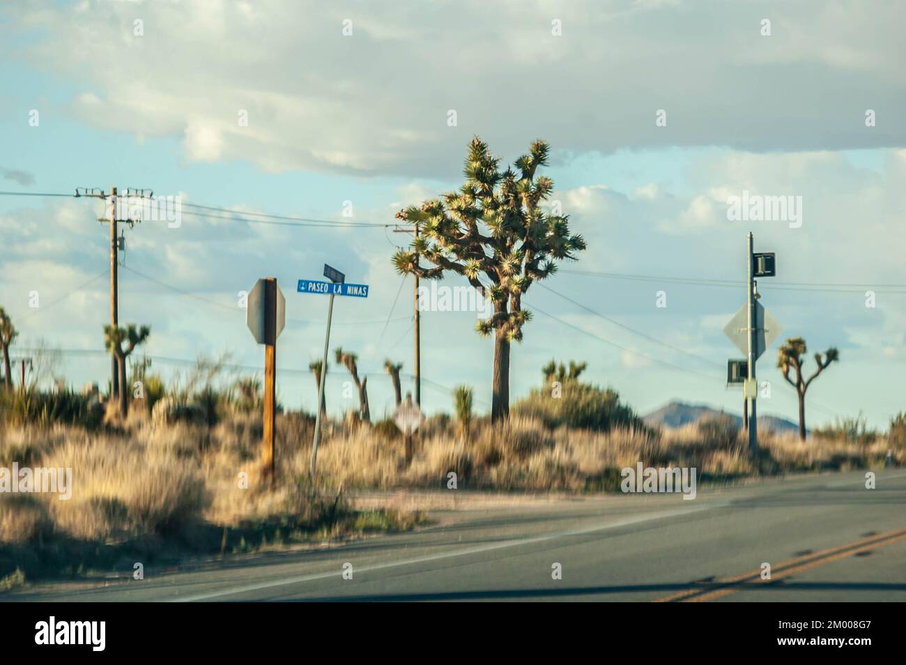 Yucca Brevifolia Joshua Tree located in Joshua Tree California Stock ...