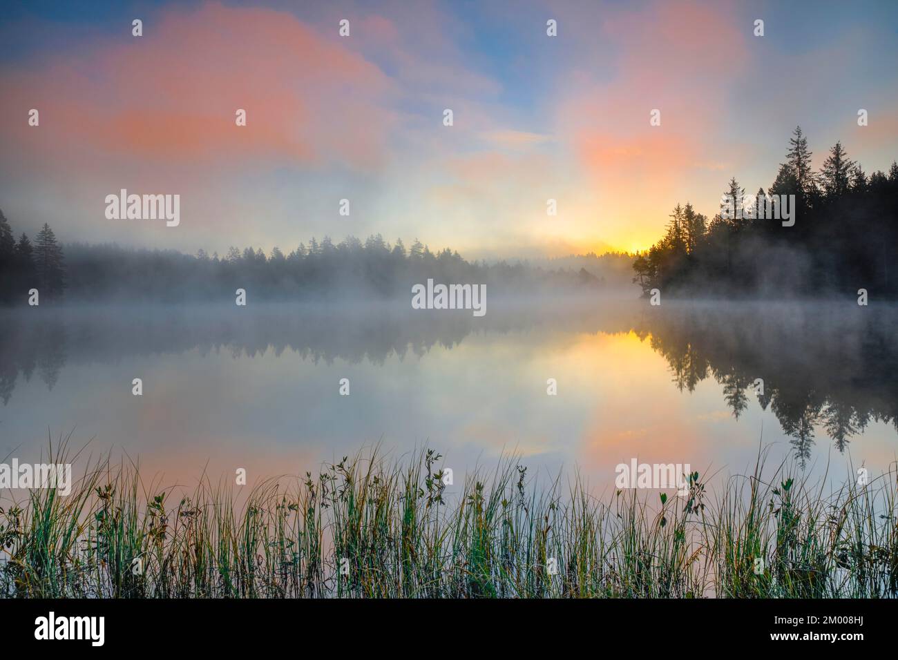 Sunrise with wafts of mist over the mirror-smooth moorland lake Étang ...