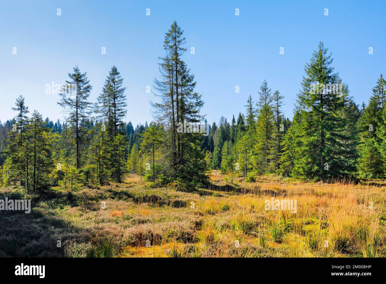 High moor landscape with spruce trees and forest on the banks of the ...