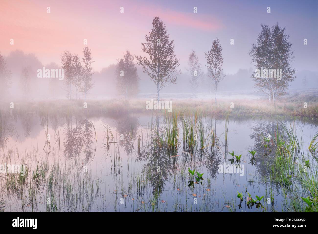 In a pink morning sky, wisps of mist form and birch trees are reflected ...