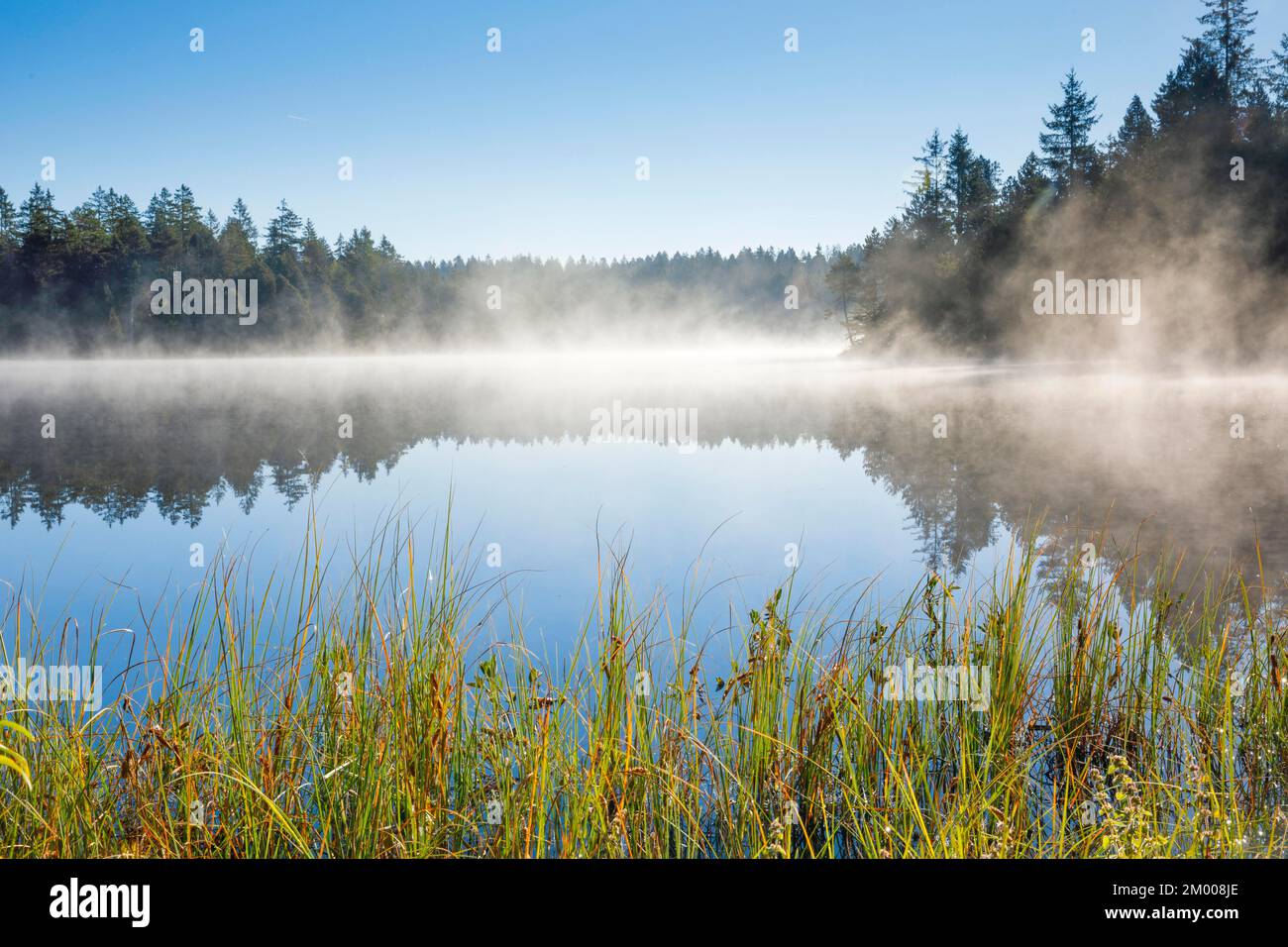 Wafts of mist over the mirror-smooth mire lake Étang de la Gruère in ...