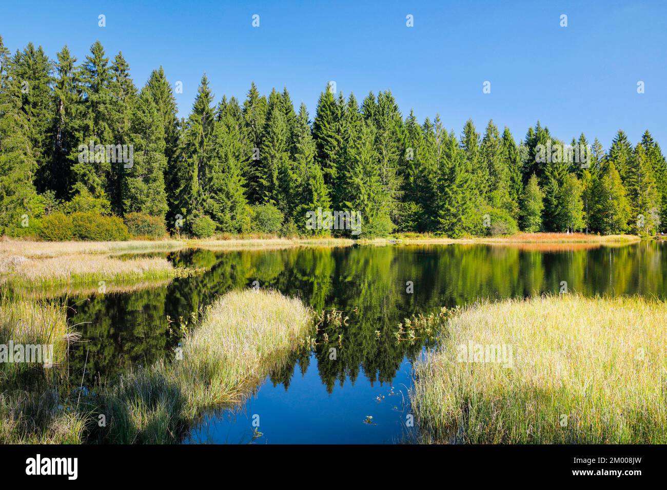 The forest along the shore of the Étang de la Gruère is reflected in ...