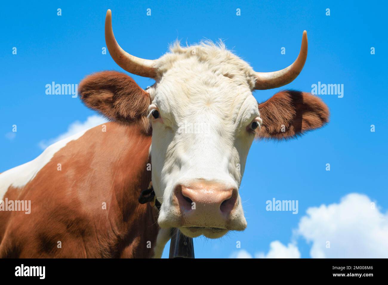 Portrait of Simmental cattle against a blue sky, Bernese Oberland ...