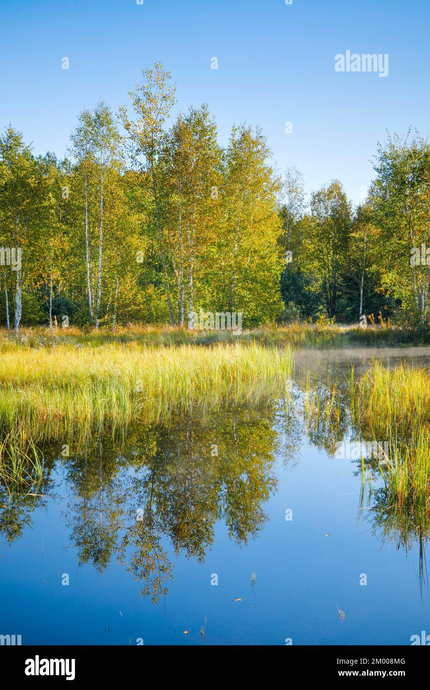 The first rays of sunlight bathe the birch forest and grasses in a warm ...