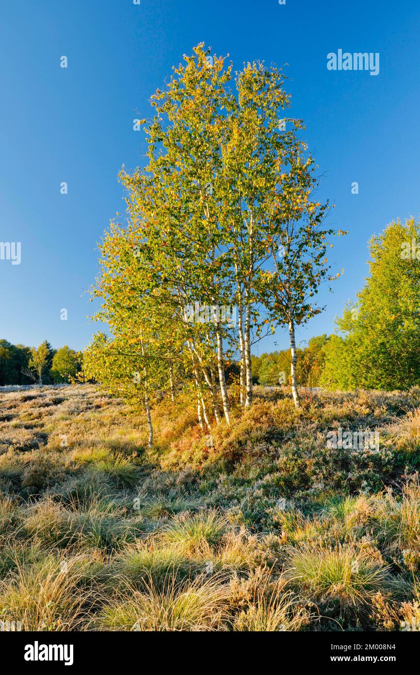 Swamp birch betula alleghaniensis hi-res stock photography and images ...